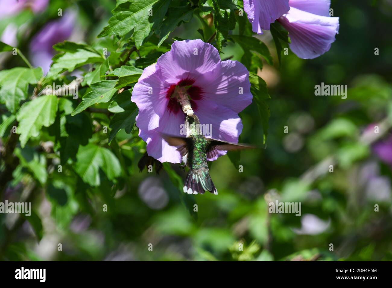 Ruby-Throated Hummingbird Getting Nectar from Light Purple Rose of ...