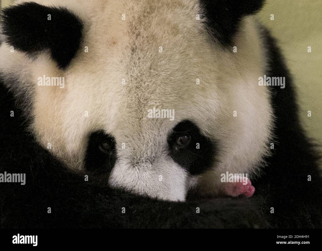Handout photo. Newborn giant panda male Mini Yuan Zi, (born on august 4 ...