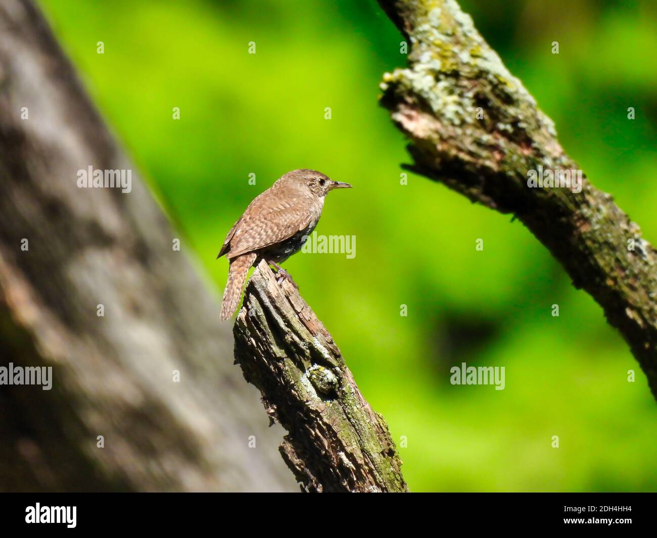House Wren Bird Perched on Top of Tree Branch with Beautiful Green ...