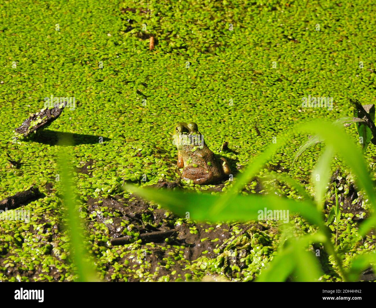 Bullfrog Sits on the Mud Bank of an Algae Pond with Algae Bloom on Its ...