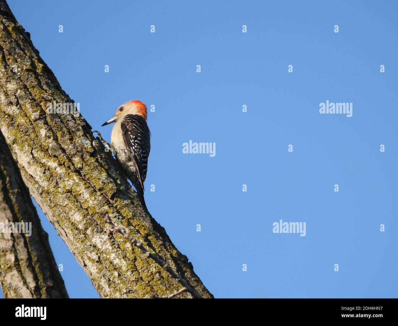 Red-Bellied Woodpecker Bird Sideways on a Tree Trunk with Clear Blue ...