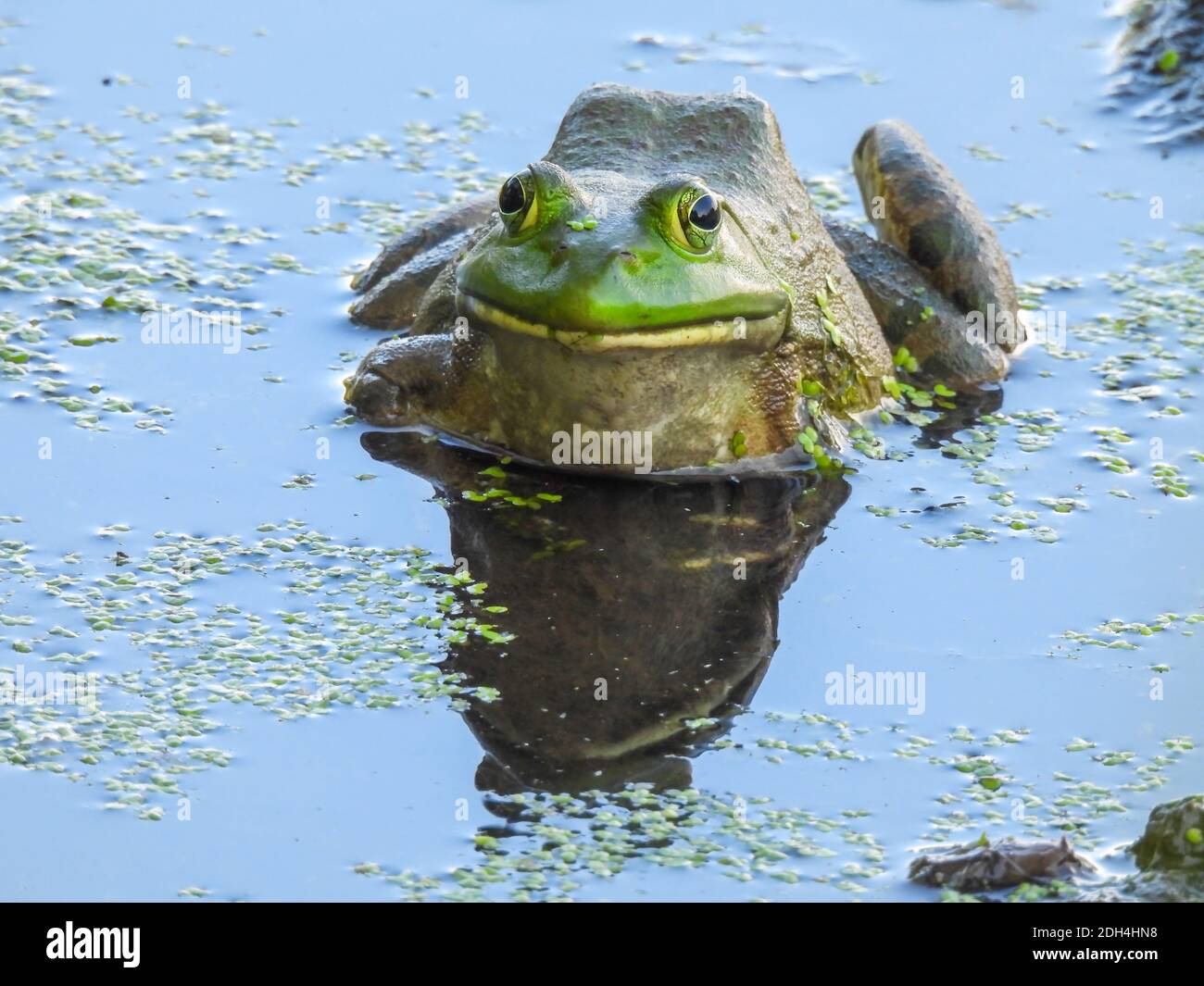 Vibrant Green Bullfrog Sitting in Water with Algae Water and Reflection ...