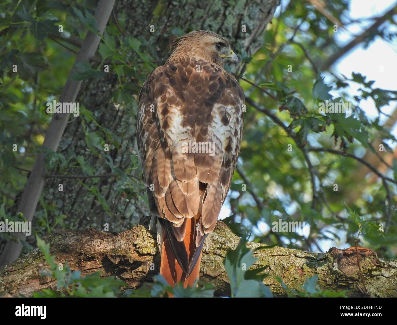 Red Tailed Hawk Bird of Prey Raptor from Back Perched in Tree with Head ...