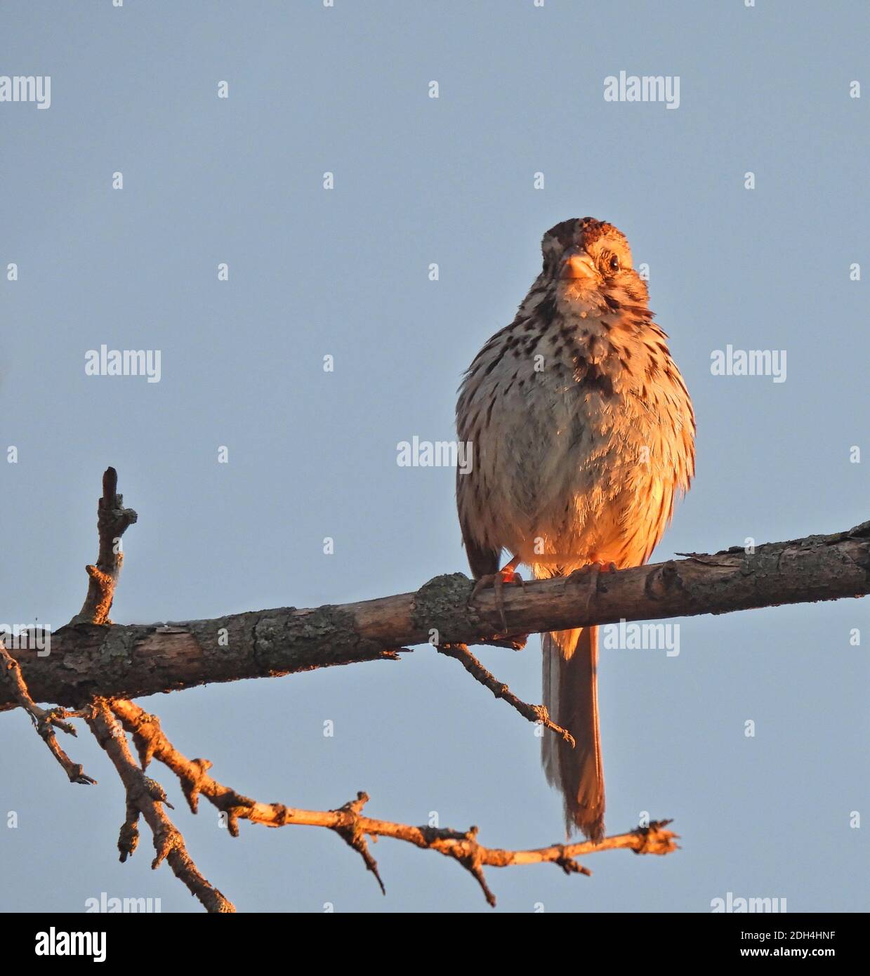 A Song Sparrow Bird Looks Forward Perched on a Tree Branch Soaking in ...