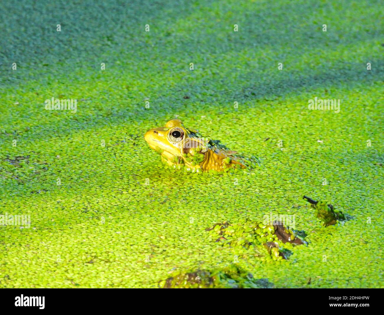 Profile View of Light Green Young Bullfrog Submerged to Its Head in a ...