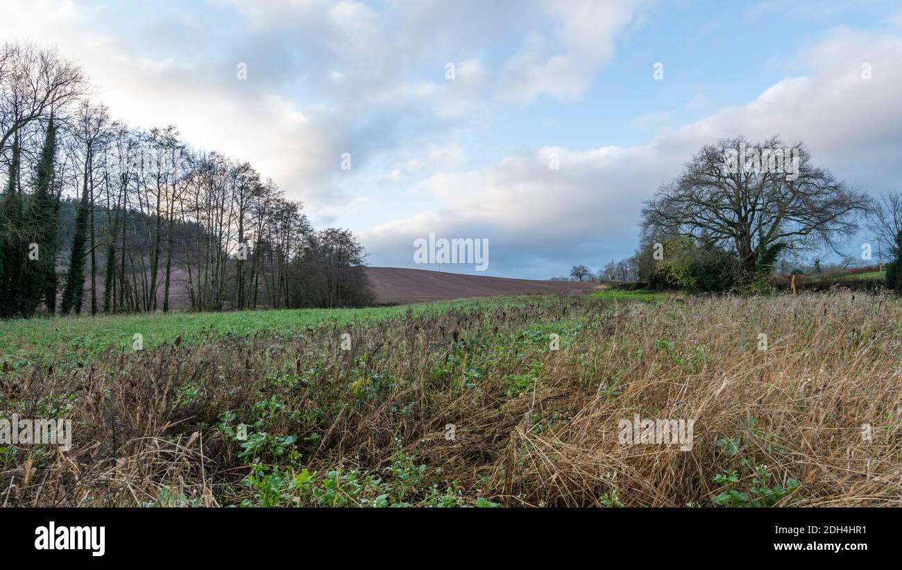 Row of trees and hedges across green fields in winter with electricity ...