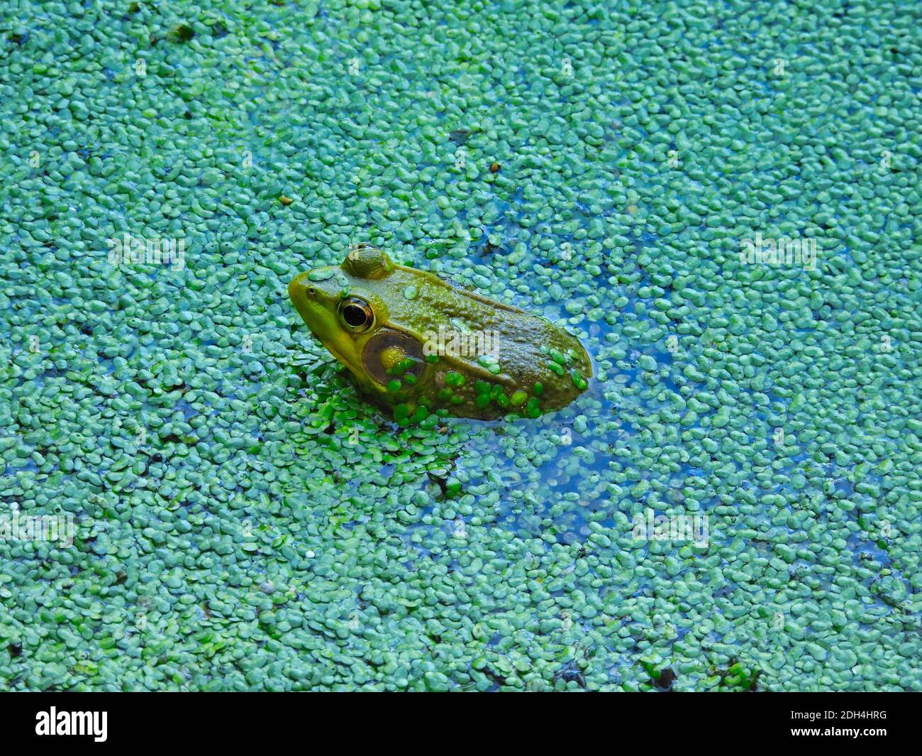Profile View of Bullfrog Submerged in Pond Water Covered with Duckweed ...