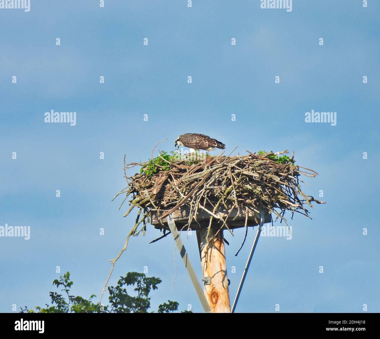 Nest made of leaves hi-res stock photography and images - Alamy