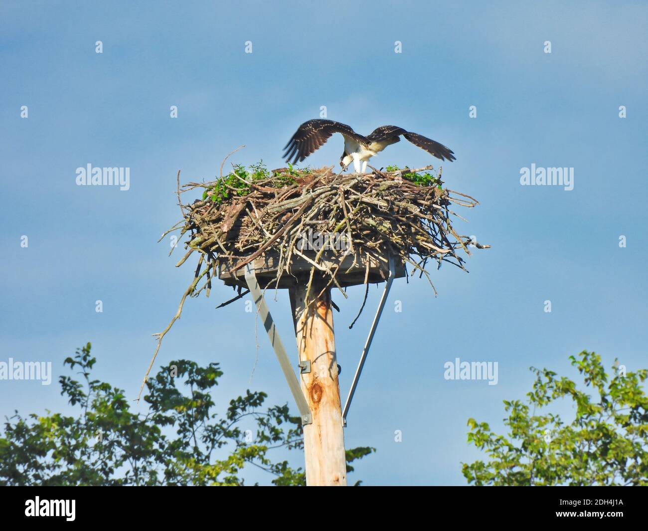 On nest platform hi-res stock photography and images - Alamy