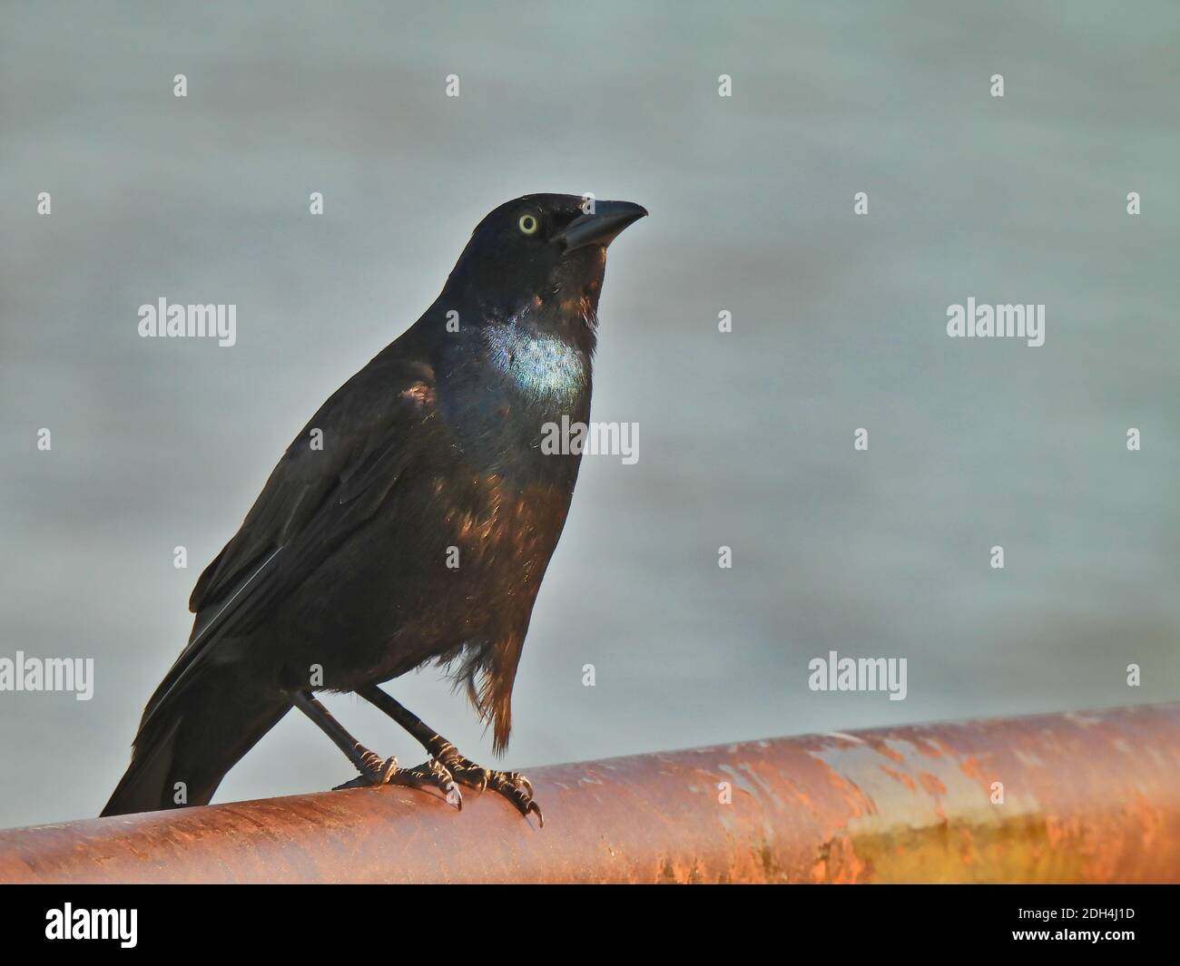 Grackle Bird High Resolution Stock Photography and Images - Alamy