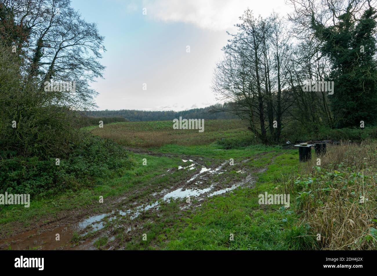 Muddy track in field in winter Stock Photo - Alamy