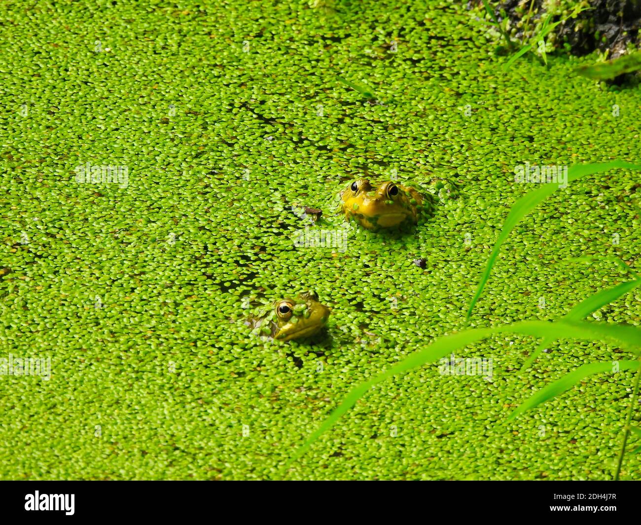 Two Small Baby Young Bullfrogs with Bodies Submerged in Water Covered ...