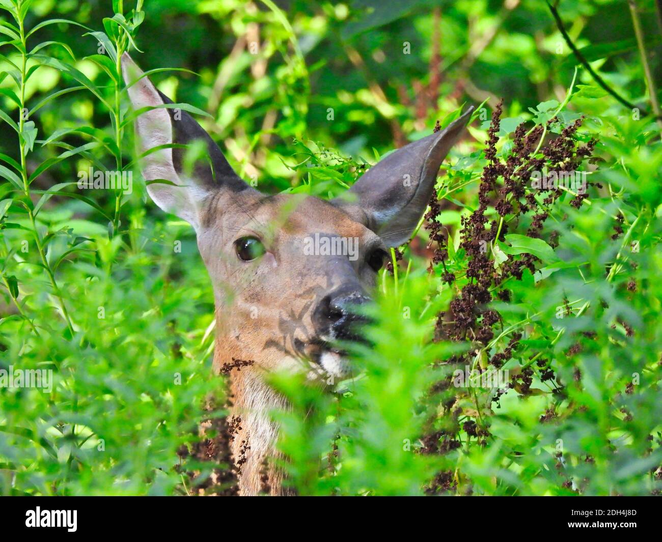 Deer in the forest: White-tailed deer female doe is playful with ears ...