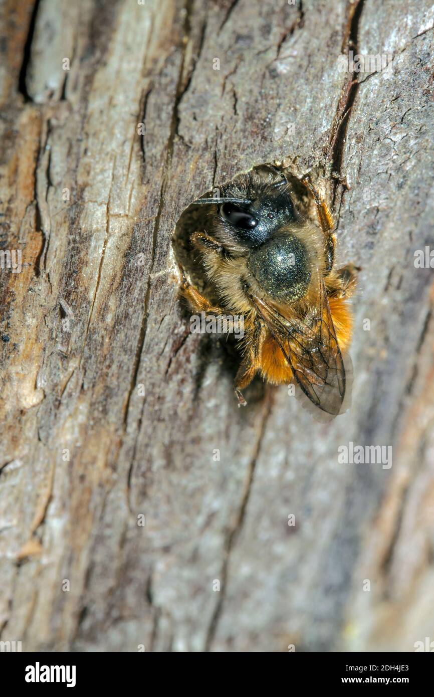 Red mason bee 'Osmia Rufa' Stock Photo - Alamy