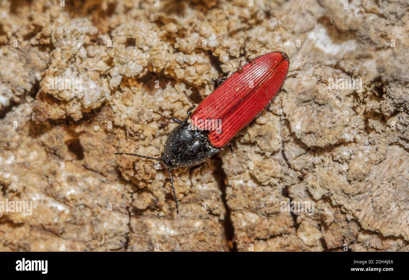Snapping beetle hi-res stock photography and images - Alamy