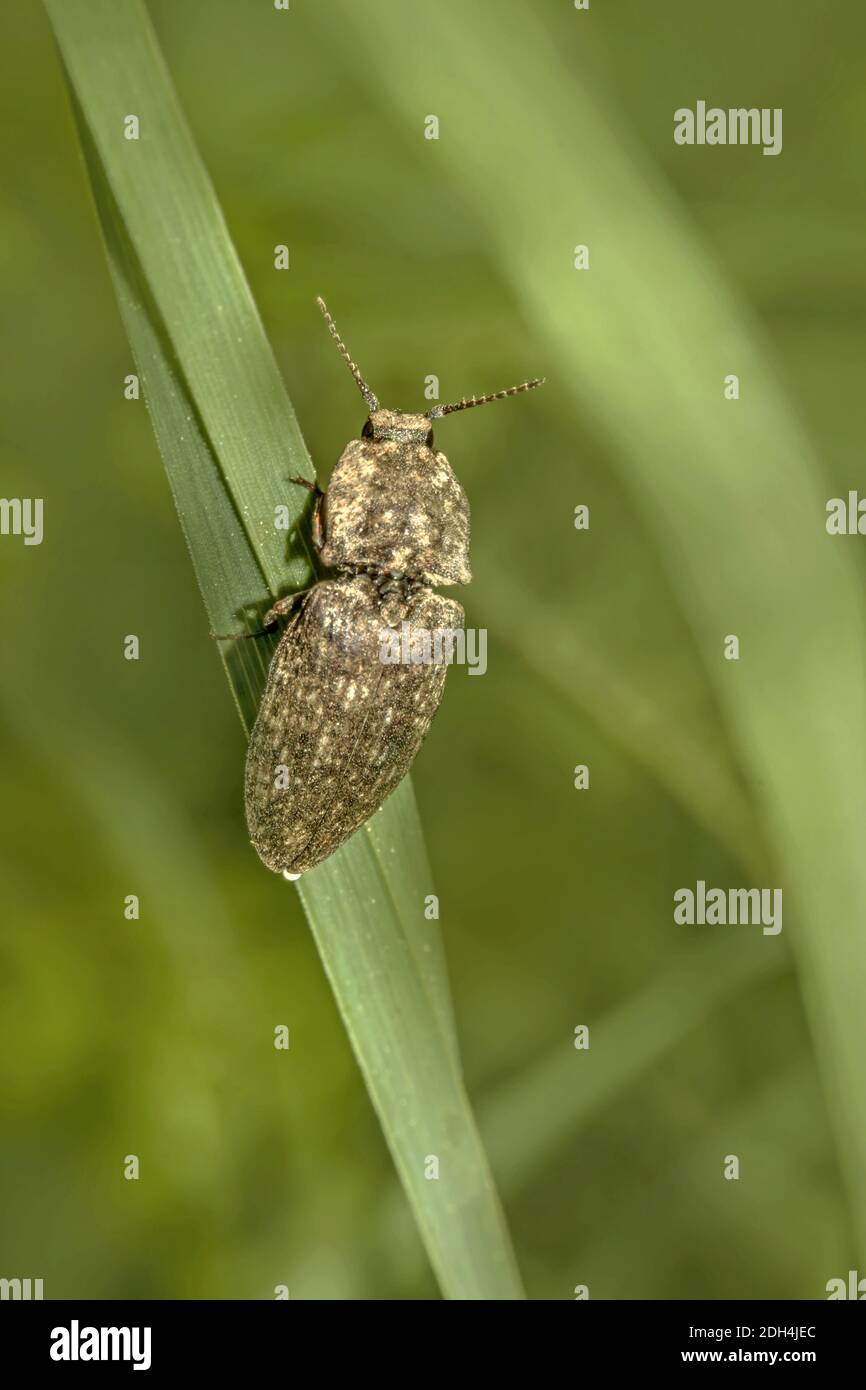 Snapping beetle hi-res stock photography and images - Alamy