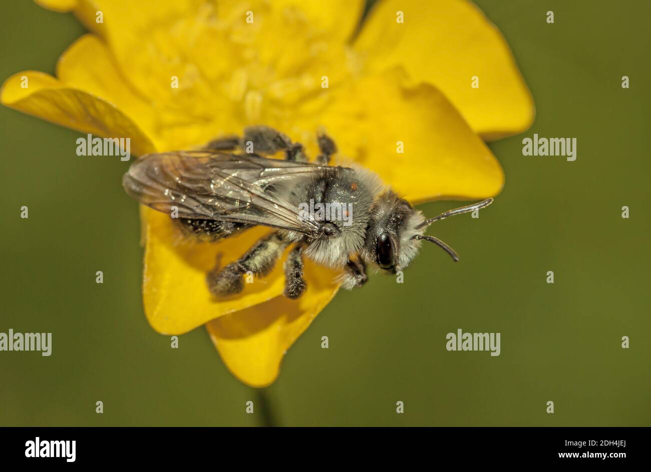Grey-backed mining bee Stock Photo - Alamy