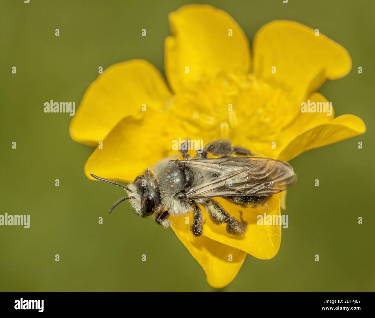 Grey bees hi-res stock photography and images - Alamy