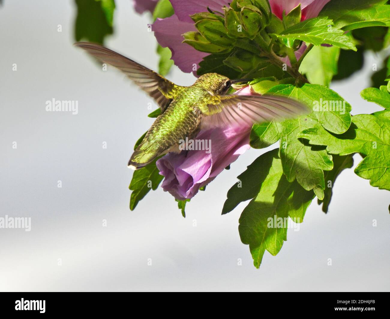 Ruby-Throated Hummingbird Gathers Nectar While Hovering Over Purple ...