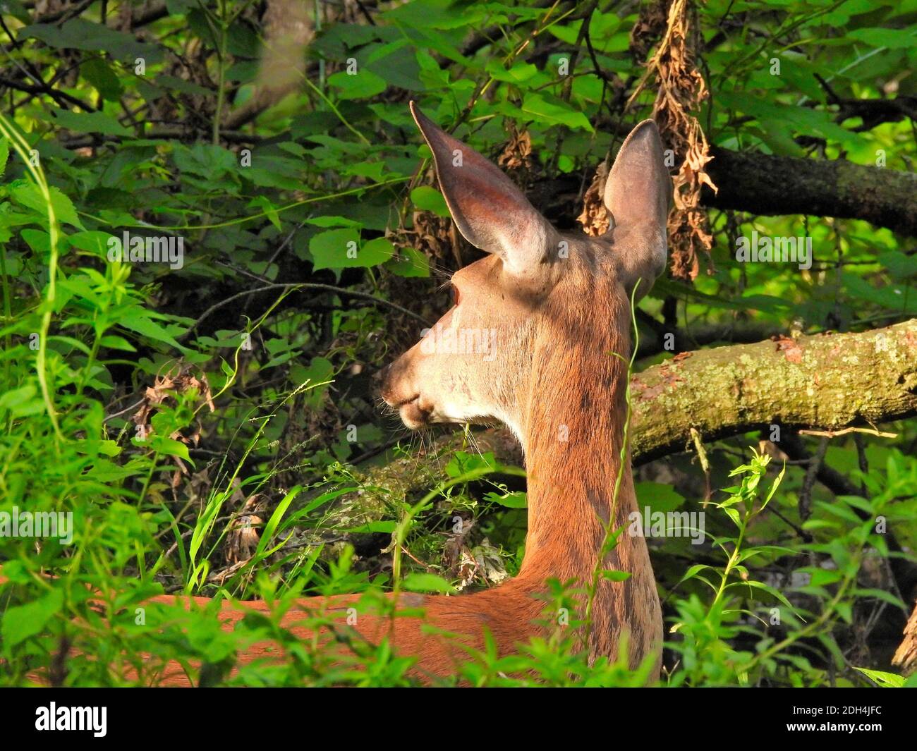 Deer in the woods: A white-tailed female doe deer looks away with ears ...