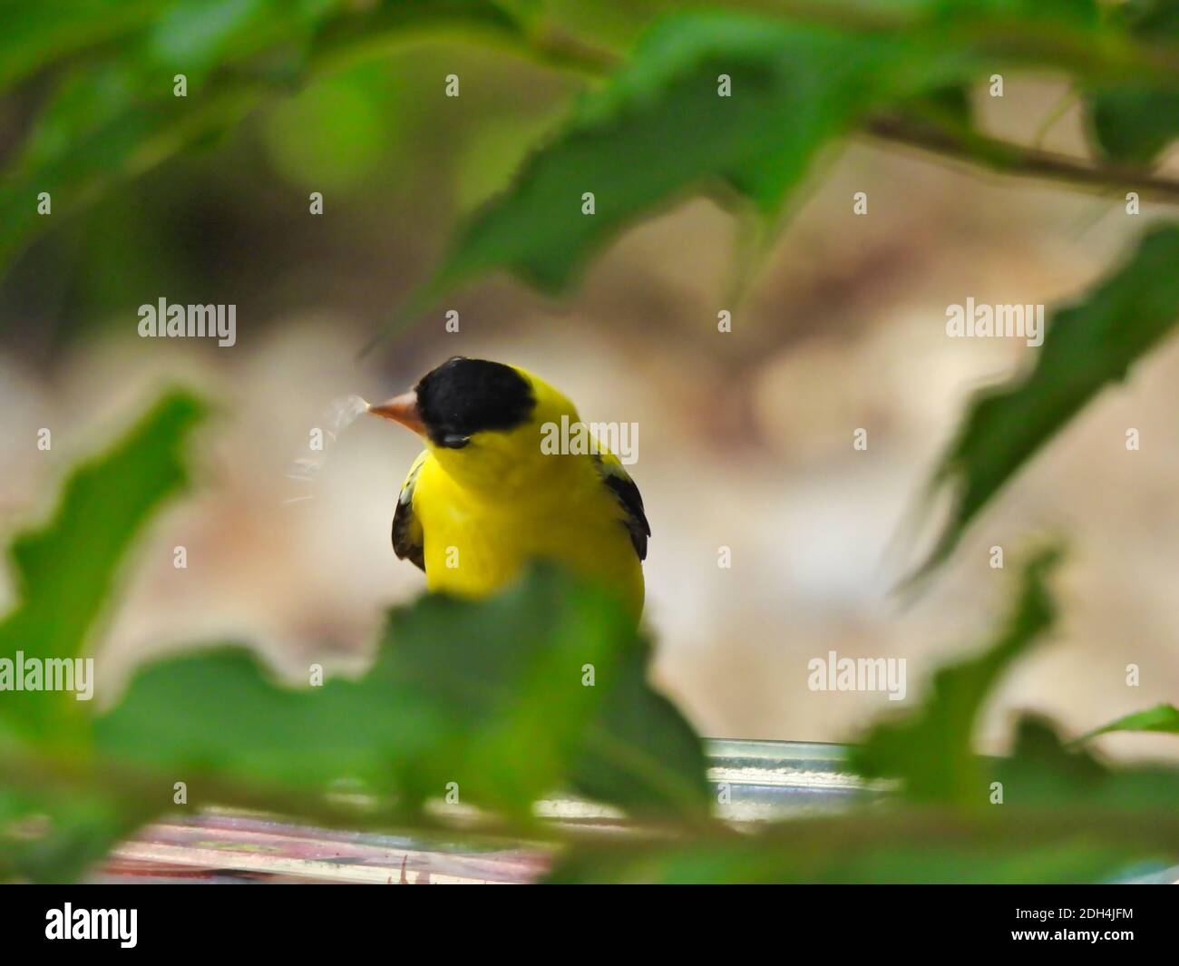 Spitting out water hi-res stock photography and images - Alamy
