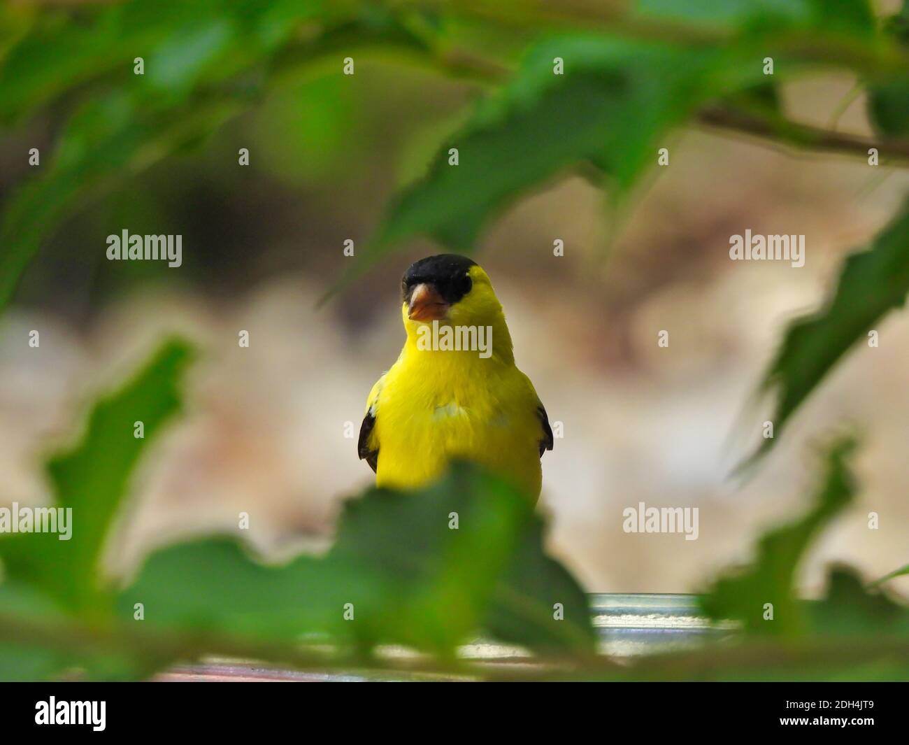 American Goldfinch Yellow Bird Sits on the Side of a Bird Feeder ...