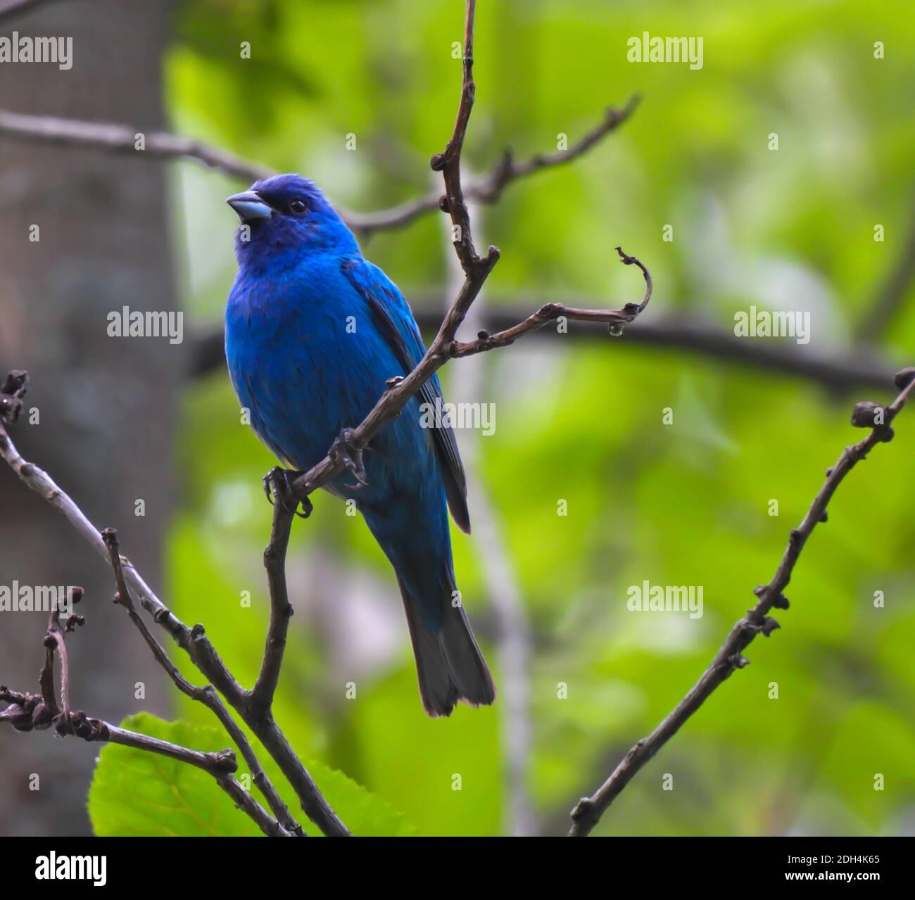 Dark blue tropical bird hi-res stock photography and images - Alamy