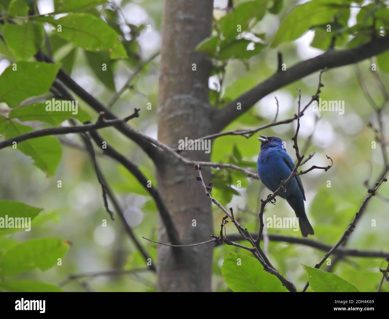 Stunning Bright Blue Indigo Bunting Bluebird Bird Perched on Branch ...