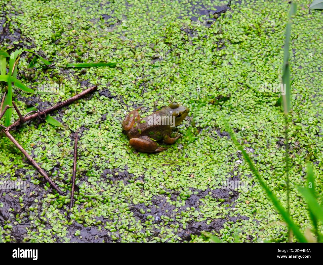 Muddy pond hi-res stock photography and images - Alamy