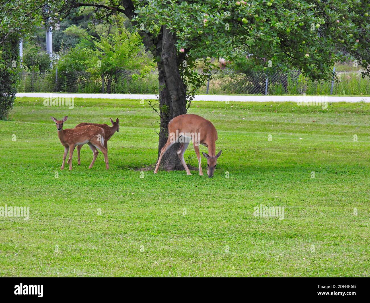 Doe and fawn white tailed deer hi-res stock photography and images - Alamy