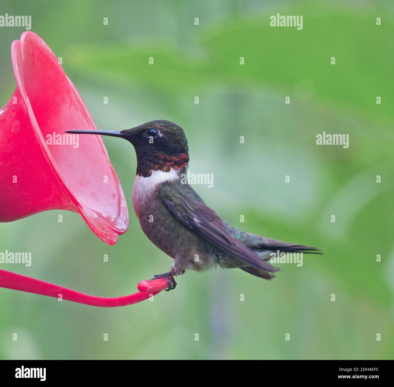 Male Ruby-Throated Hummingbird with Red Neck Feathers Sipping Nectar at ...
