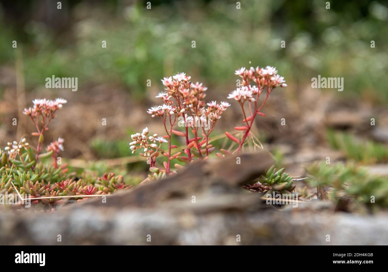 Pale stonecrop hi-res stock photography and images - Alamy