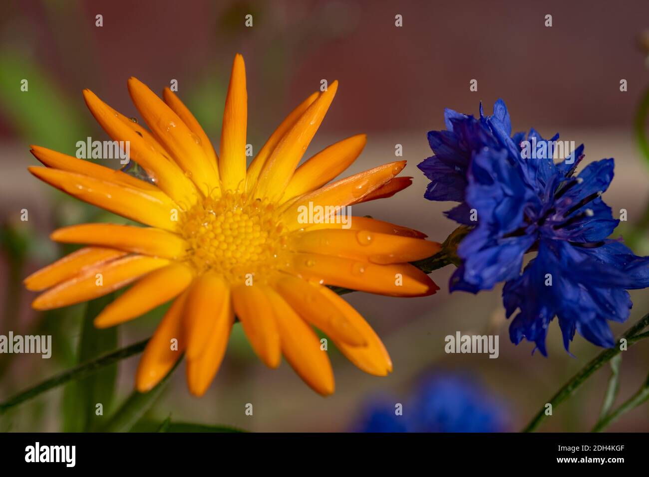 Marigold island hi-res stock photography and images - Alamy