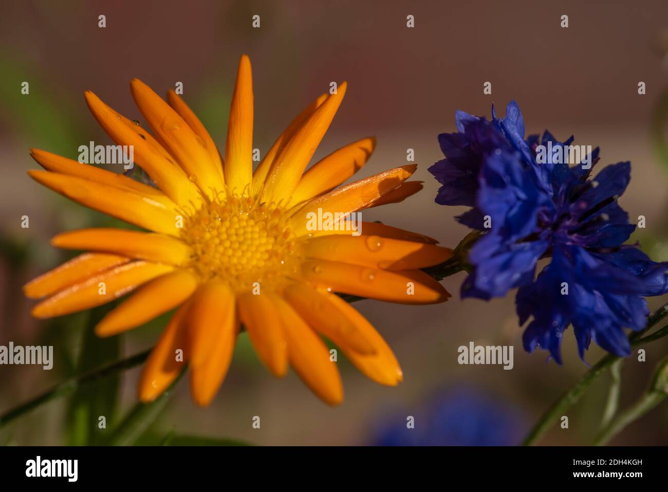 Marigold island hi-res stock photography and images - Alamy