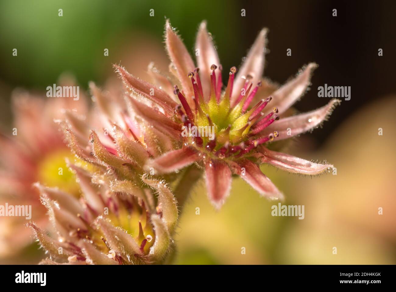 Houseleek flower hi-res stock photography and images - Alamy