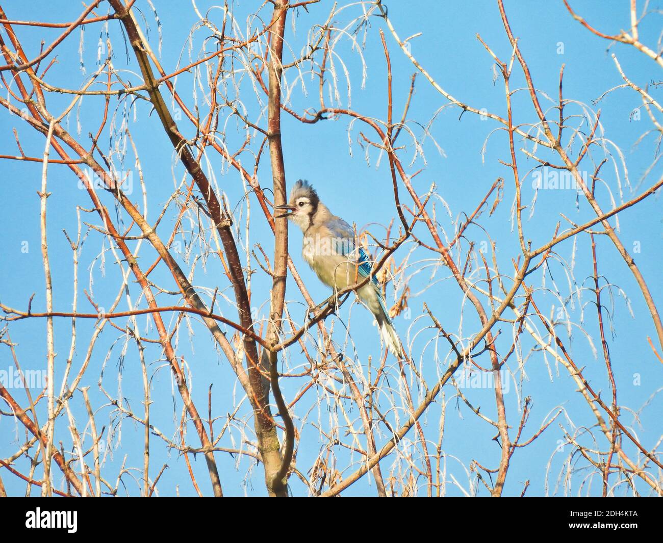 Bluejay bird hi-res stock photography and images - Alamy