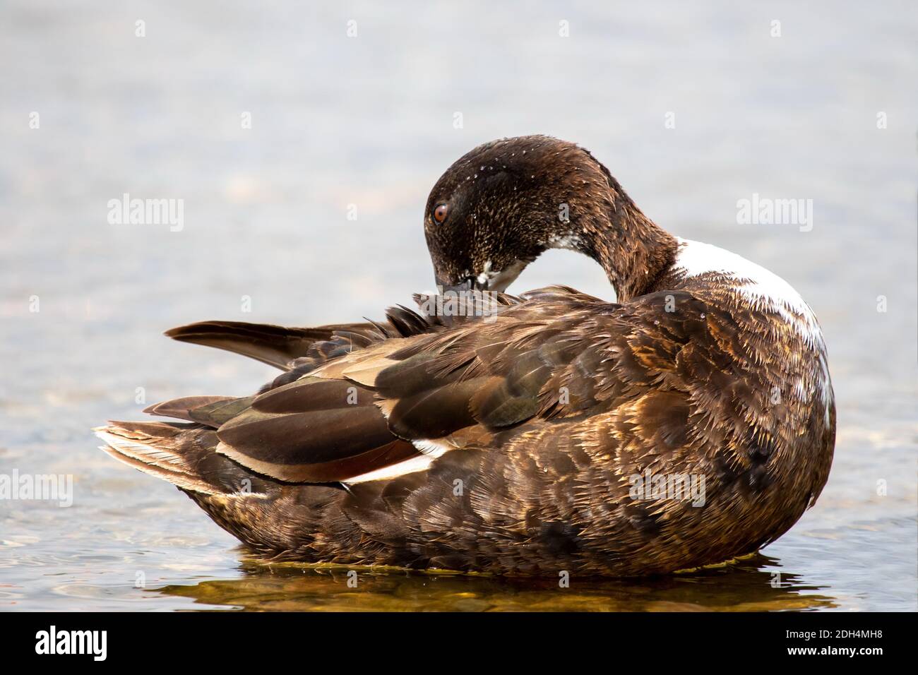Mallard eye hi-res stock photography and images - Alamy