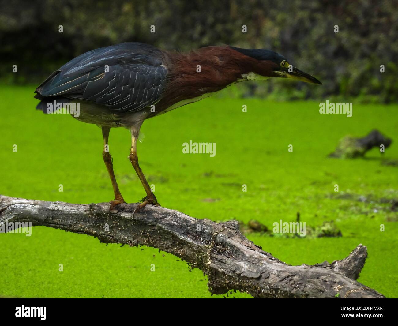 Green Heron Bird with Outstretched Neck Hunting for Fish in Algae Pond ...