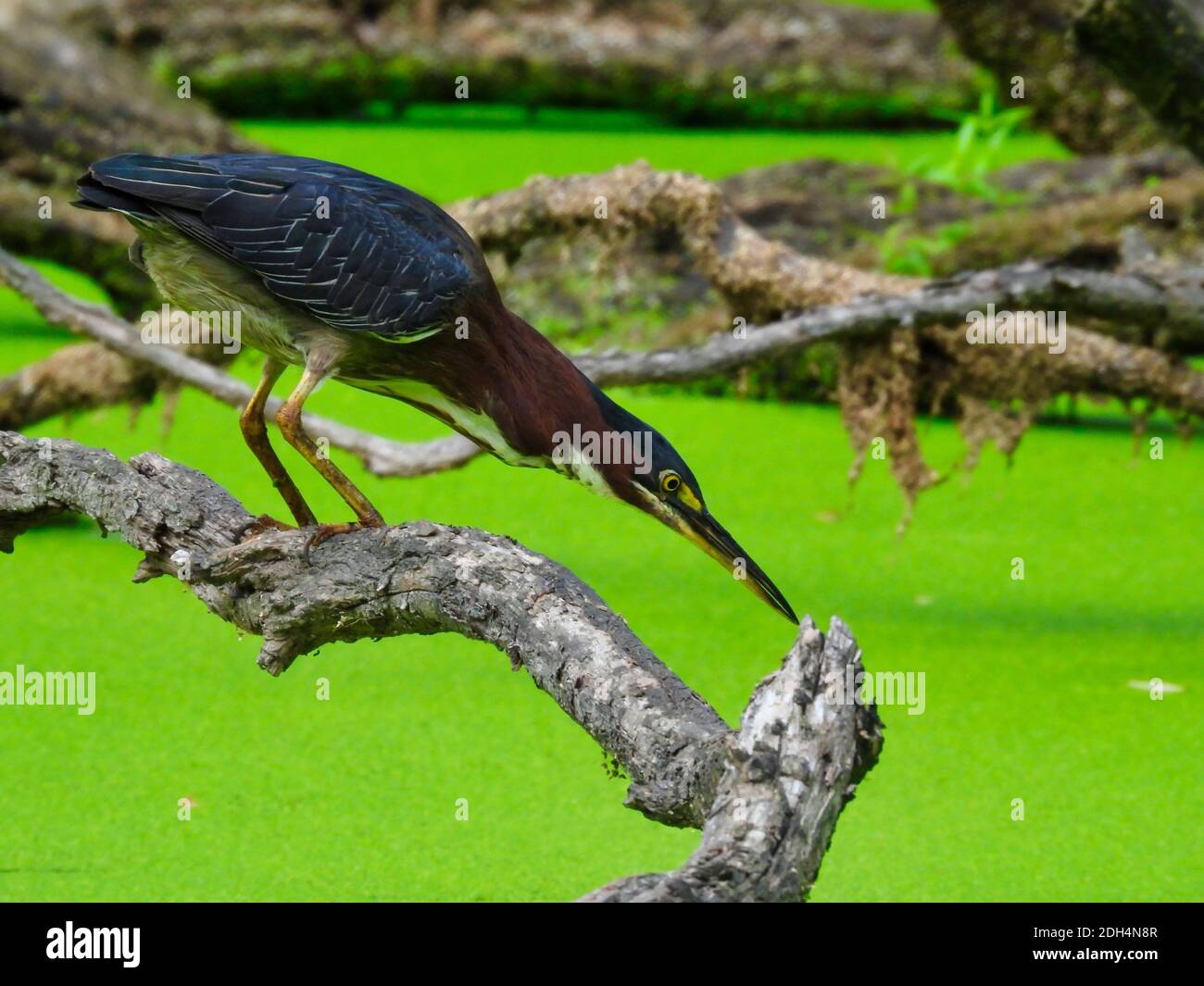 Heron on tree branch: Green heron bird seconds before it strikes the ...