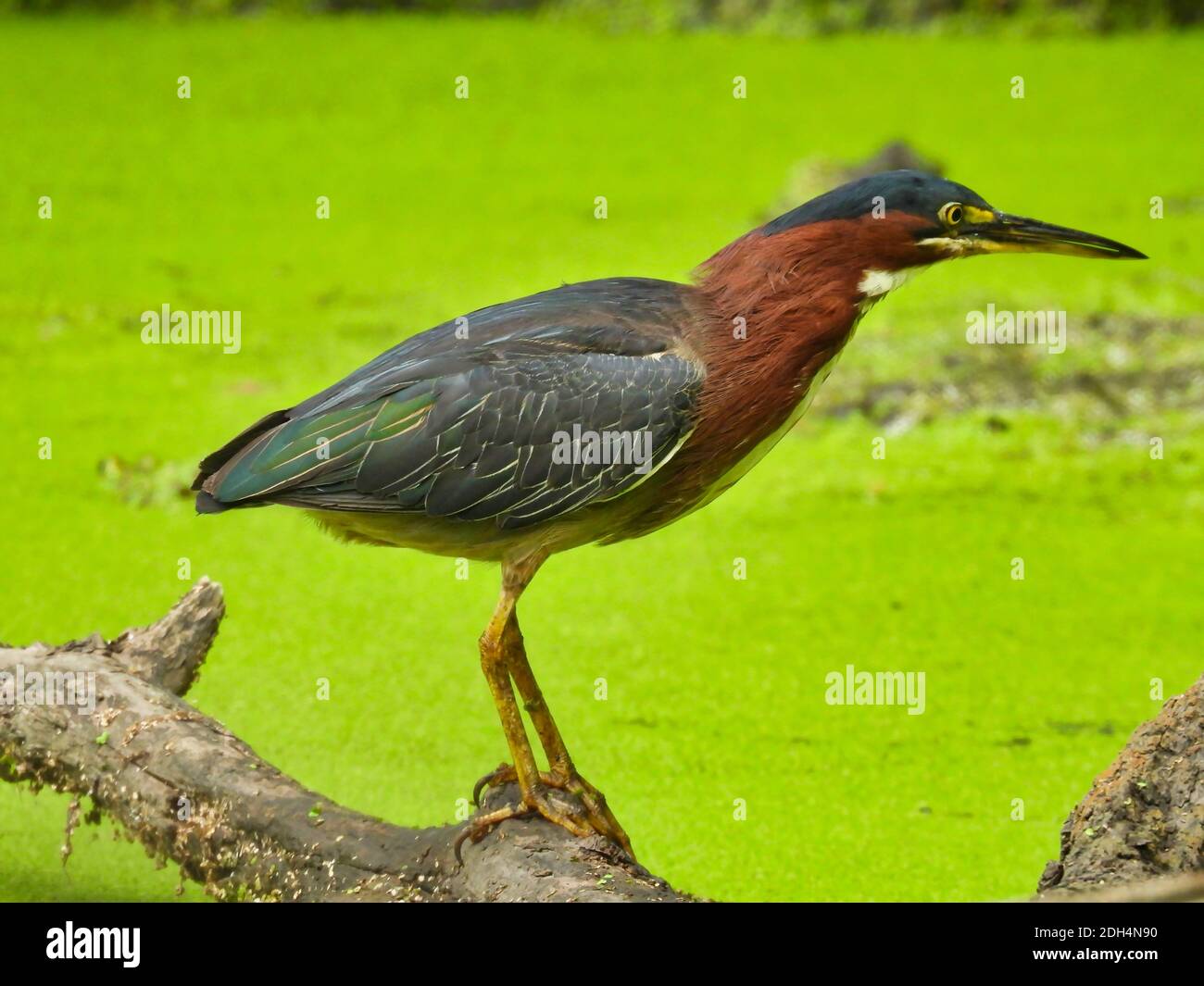 Dead fish algae hi-res stock photography and images - Alamy