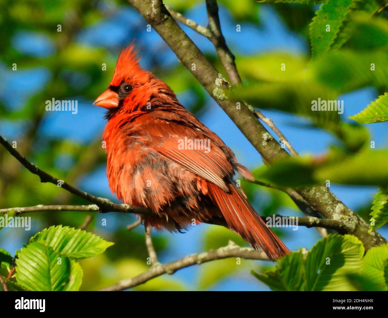 Northern Cardinal Red Bird Facing Sideways with Head Feather Crest Up ...
