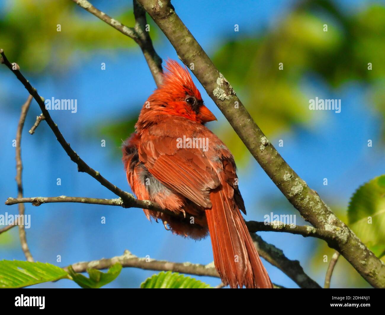 Northern Cardinal Red Bird on a Tree Branch With Head Turned to See His ...