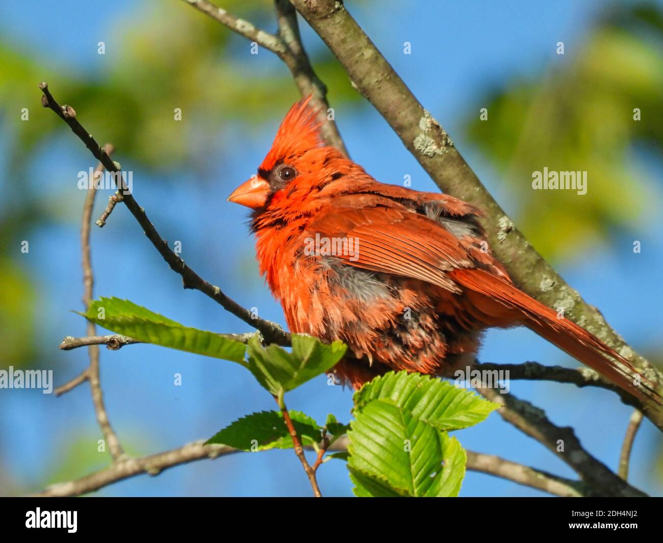 Red feathers hi-res stock photography and images - Alamy
