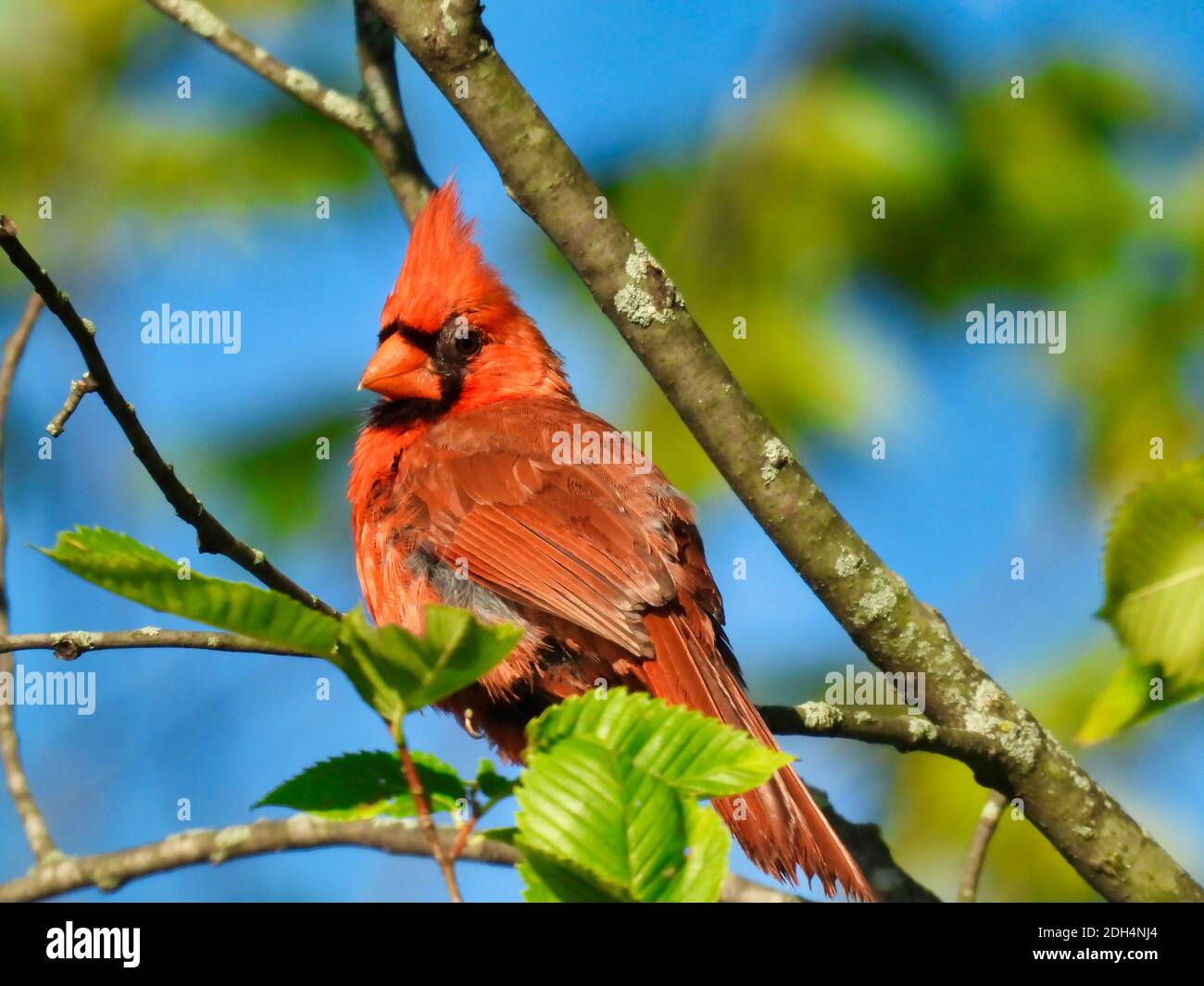 A Northern Cardinal Red Bird Perched in Tree Back Facing Profile View ...