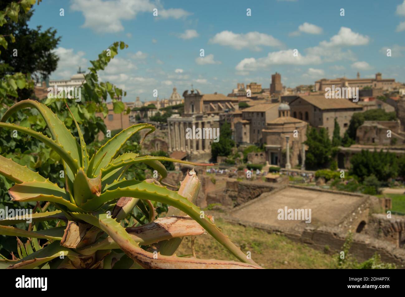 A selective focus closeup of a growing plant in Rome, Italy Stock Photo ...