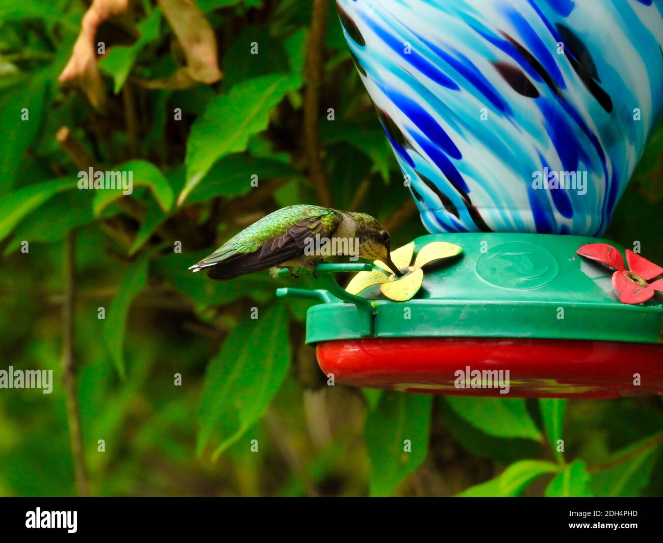 Ruby-Throated Hummingbird Drinks Nectar from Bird Feeder - a Series ...