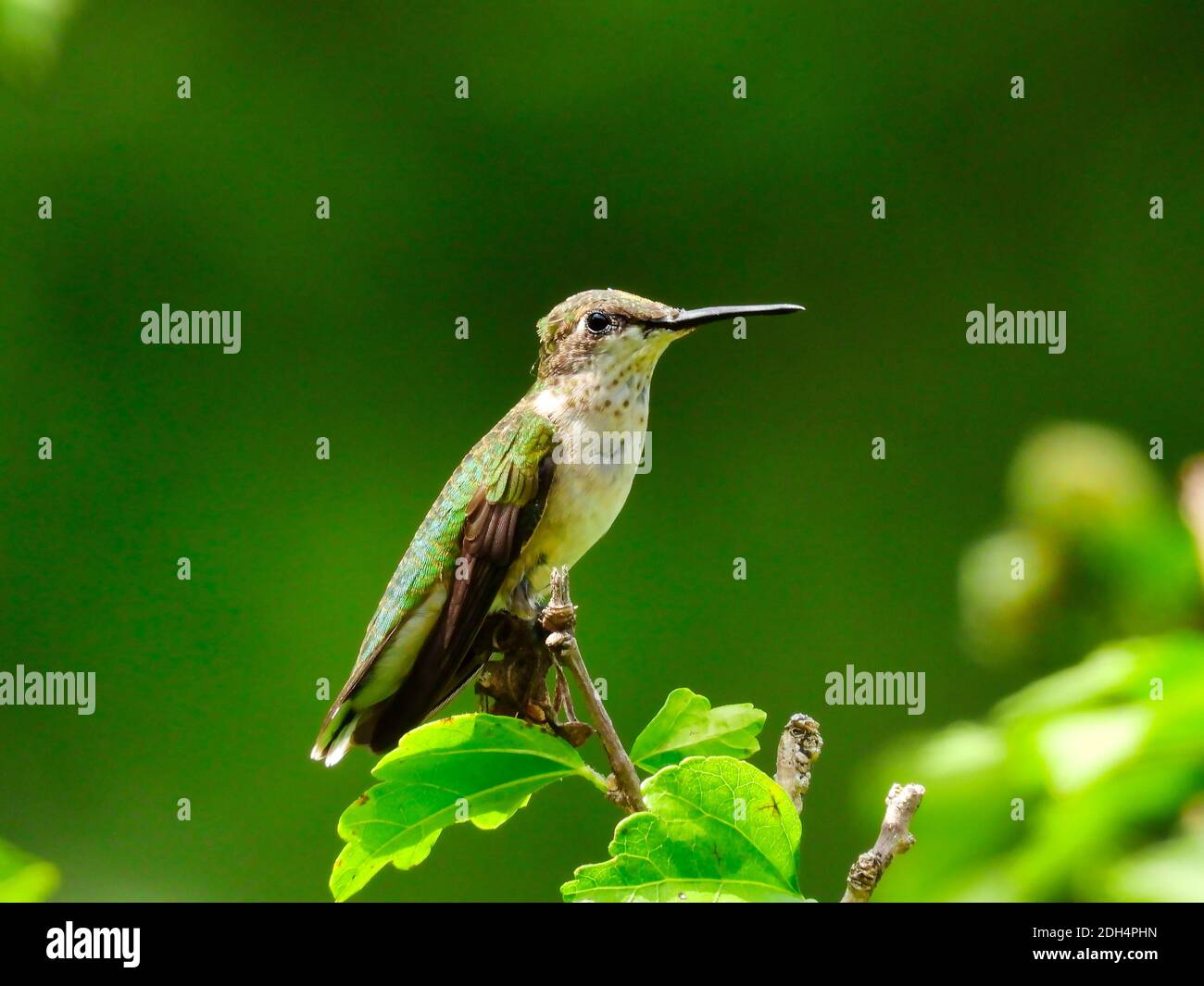 Ruby-Throated Hummingbird on a Branch Head Outstretched Forward Beak ...