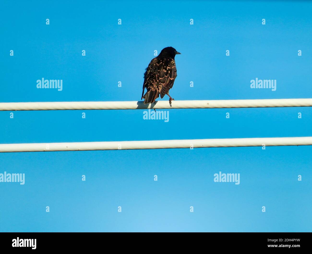 European Starling Bird Perched on a White Electrical Wire with a Bright ...