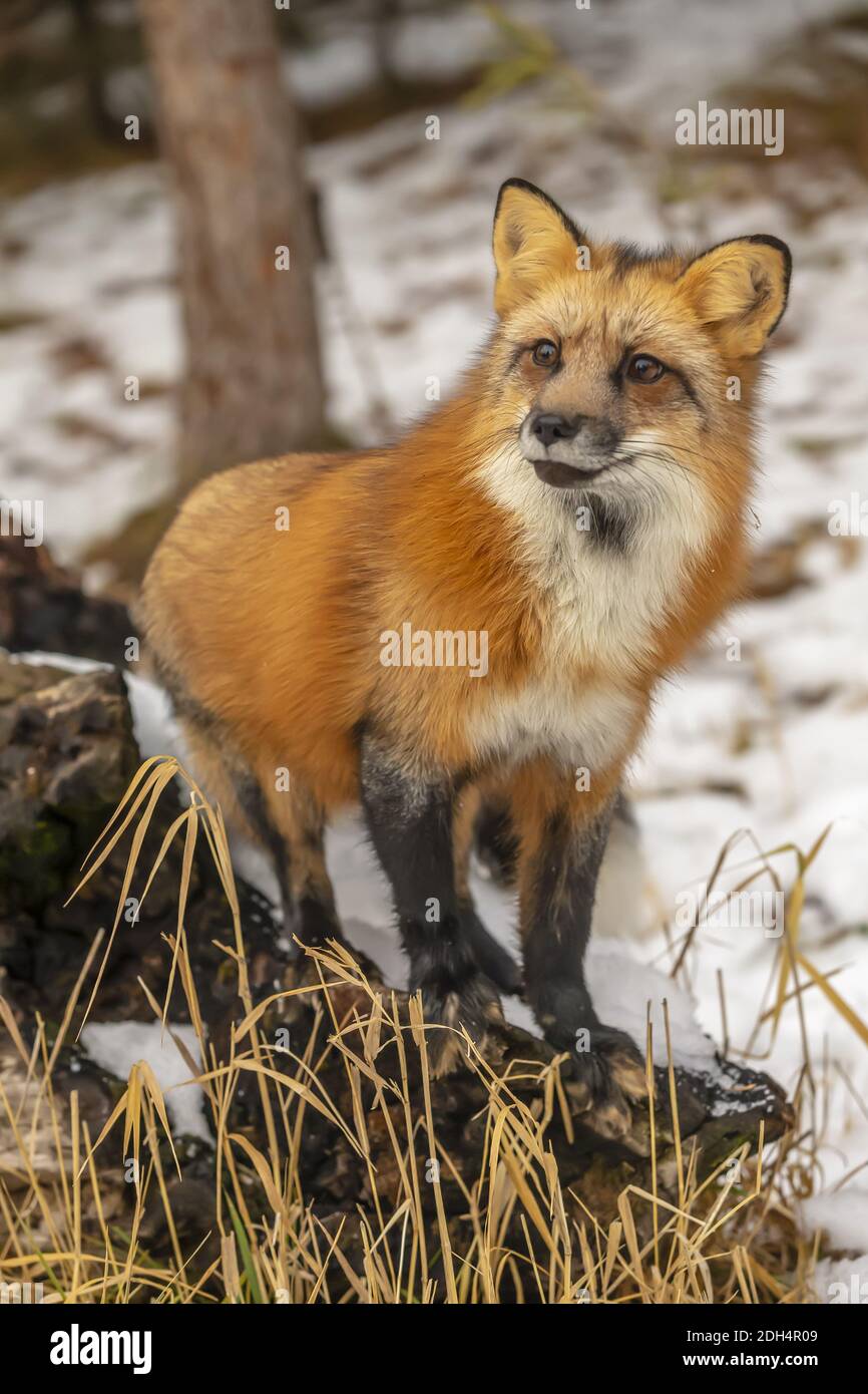 One spotted fox hi-res stock photography and images - Alamy