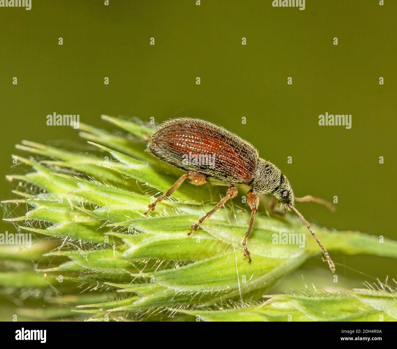 Brown leaf weevil 'Phyllobius oblongus' Stock Photo - Alamy